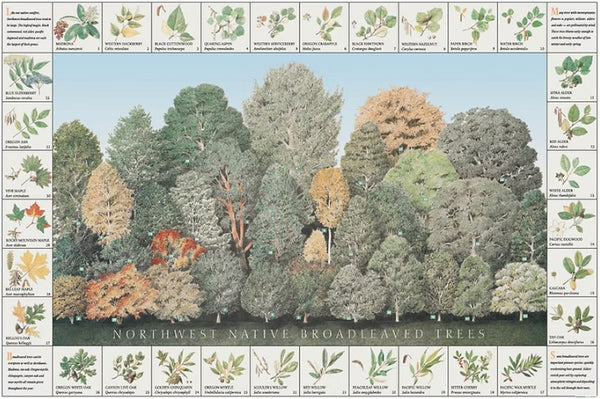 Northwest Native Broadleaf Trees – Metsker Maps